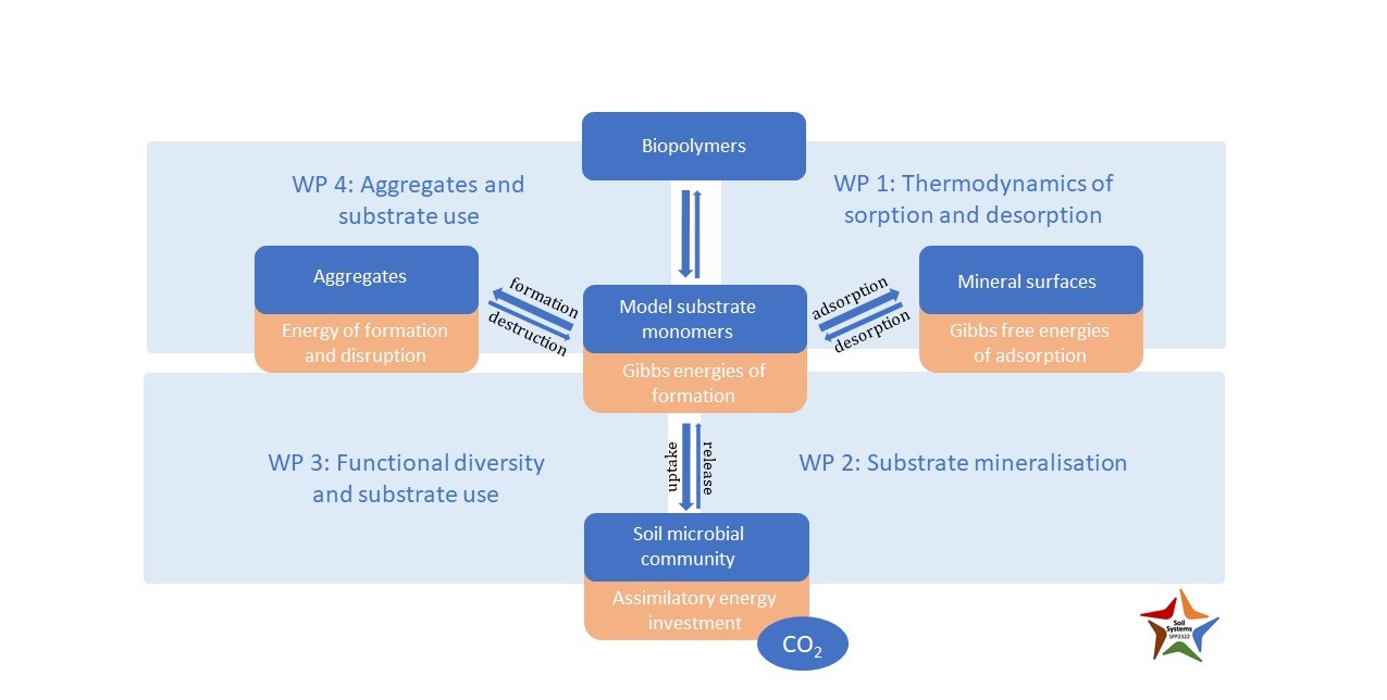 1-P16: Sorption and Aggregation – SoilSystems (SPP 2322)